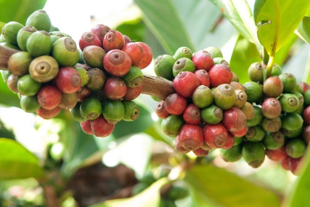 Understanding Coffee Plants and Different Varieties - Global Bean